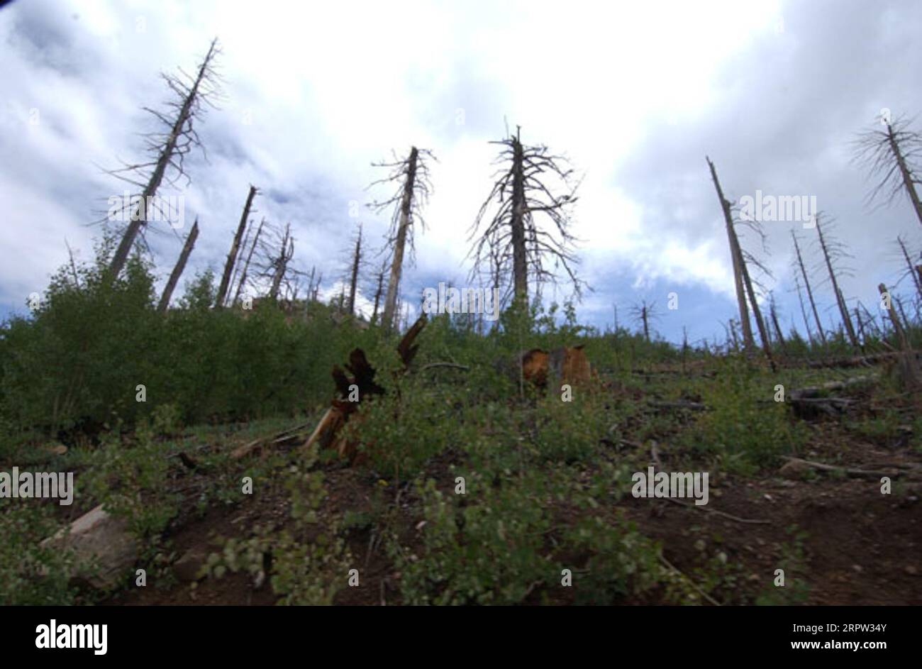 Coronado National Forest in vicinity of Mount Graham International ...