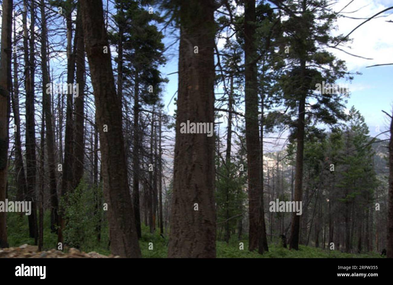 Coronado National Forest in vicinity of Mount Graham International ...