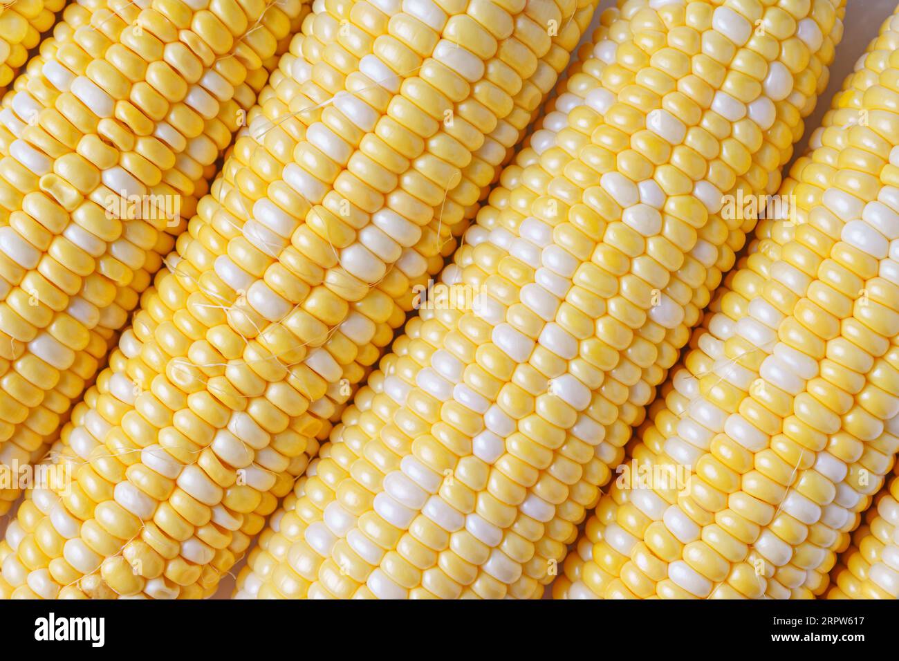 Yellow fresh ears of sweet corn background. Fresh raw corncob with ...