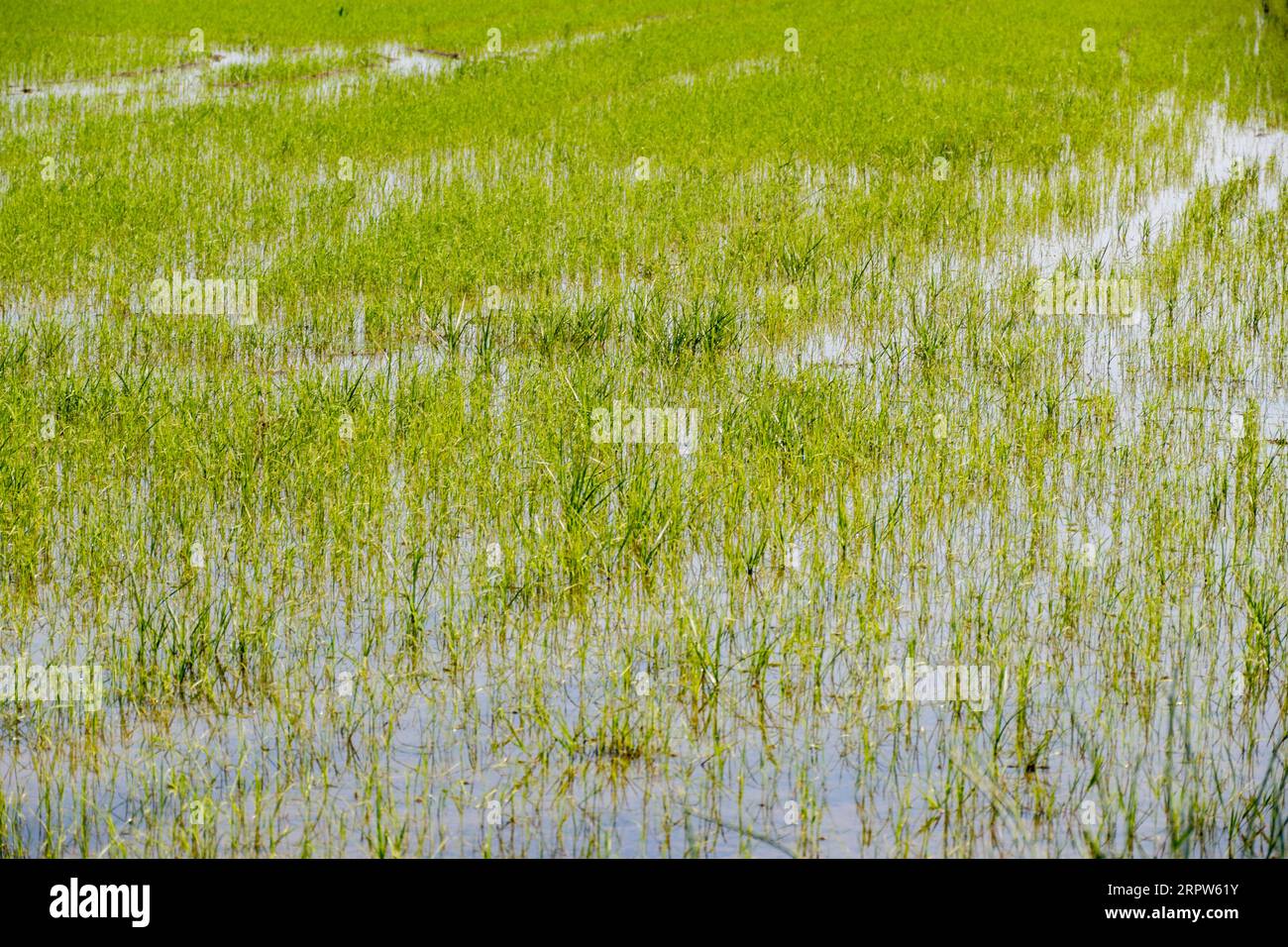 Cultivation of rice in Camargue, Provence, France. Rice plants growing ...