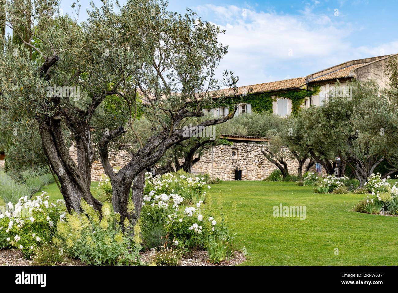Olive trees growing in Alpilles region, Provence, France. Production of ...