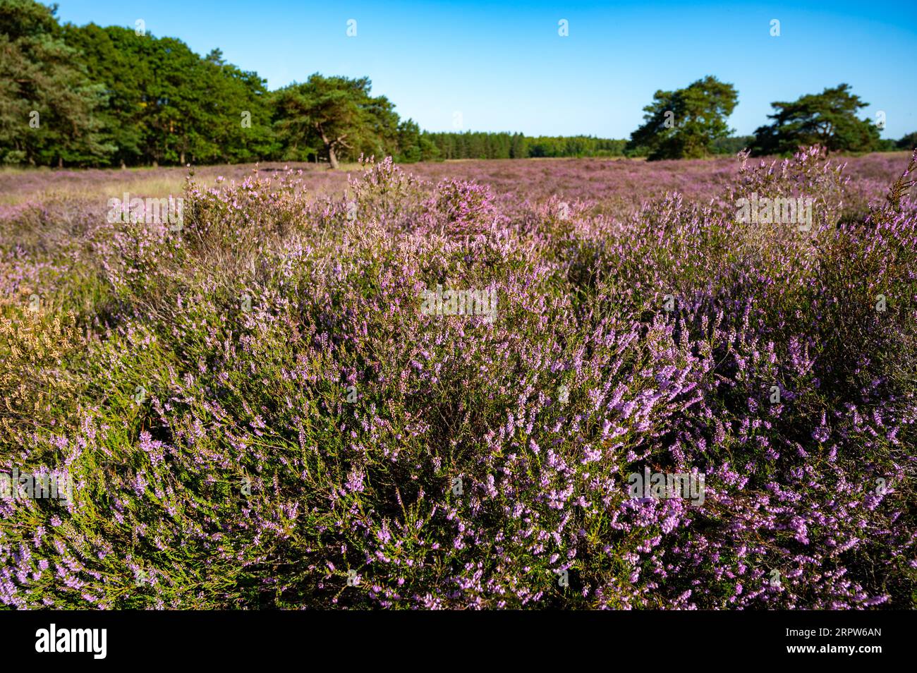 Nature background, green lung of North Brabant, pink blossom of heather ...