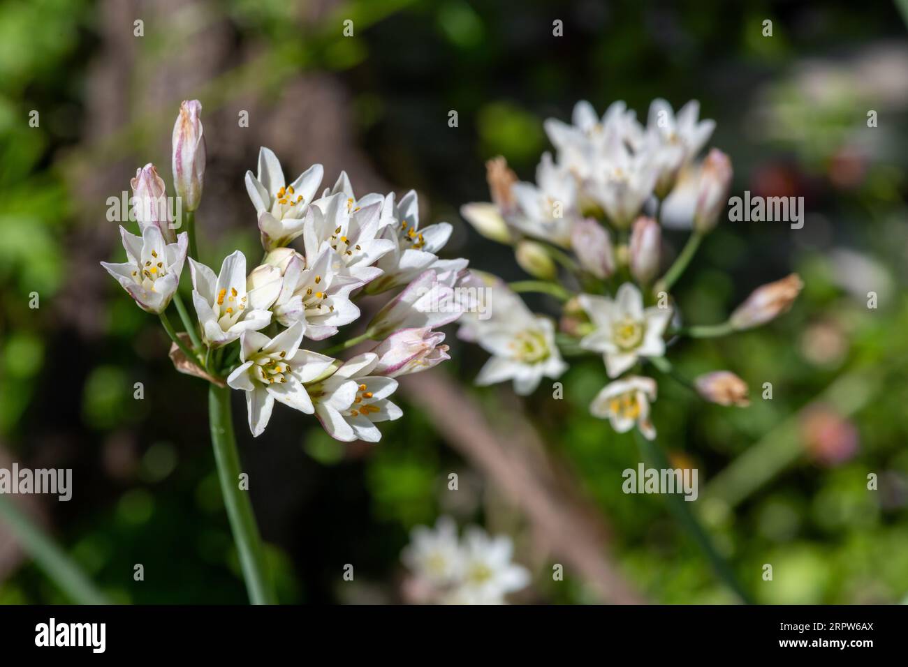 False garlic flowers hi-res stock photography and images - Alamy