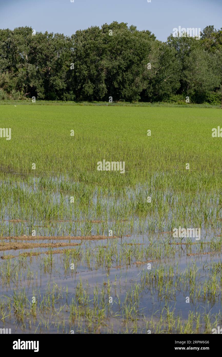 Cultivation of rice in Camargue, Provence, France. Rice plants growing ...