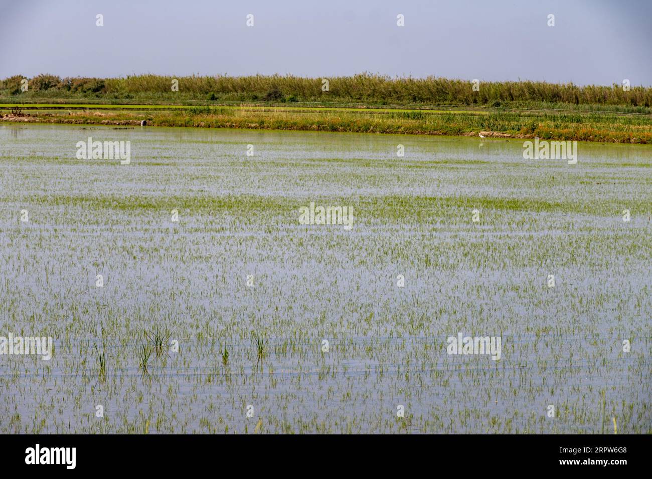 Cultivation of rice in Camargue, Provence, France. Rice plants growing ...