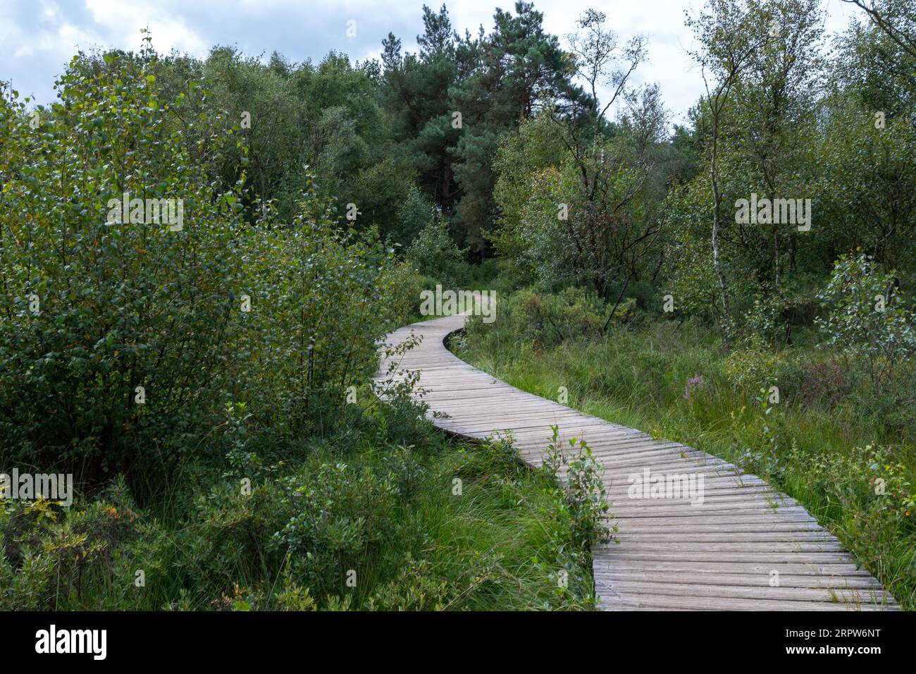 Nature background, green lung of North Brabant, forest hiking paths in ...