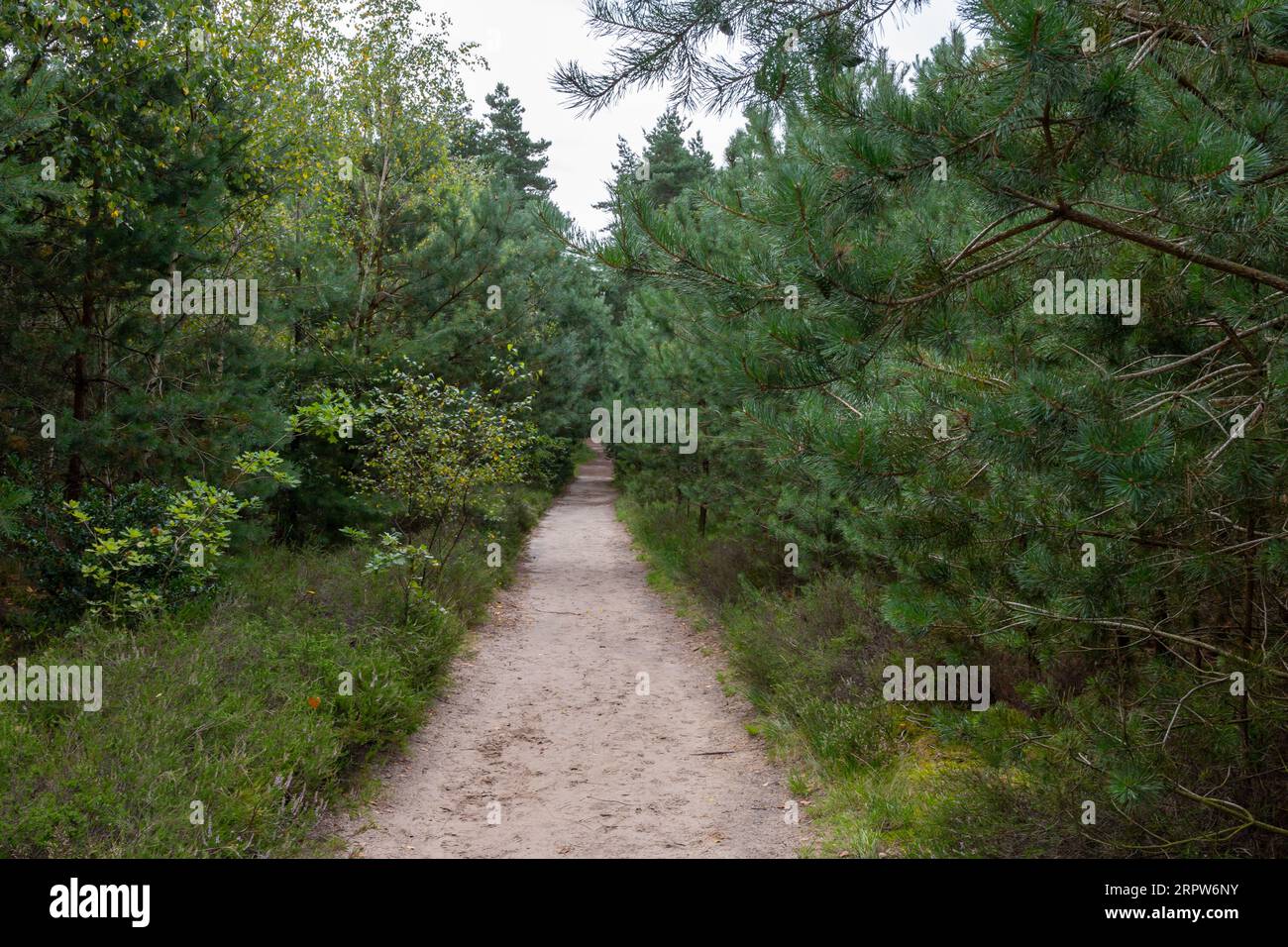 Nature background, green lung of North Brabant, forest hiking paths in ...