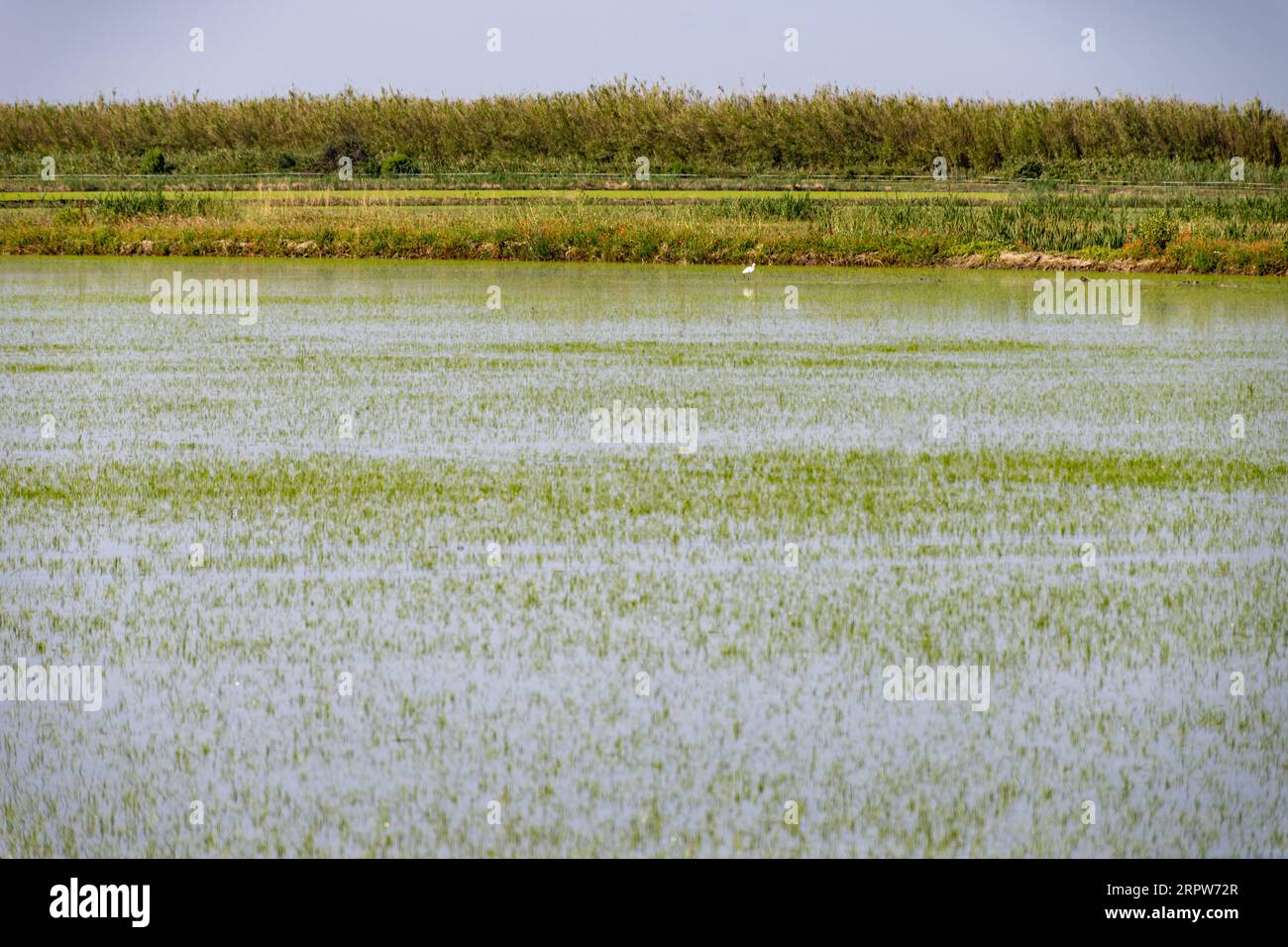 Cultivation of rice in Camargue, Provence, France. Rice plants growing ...