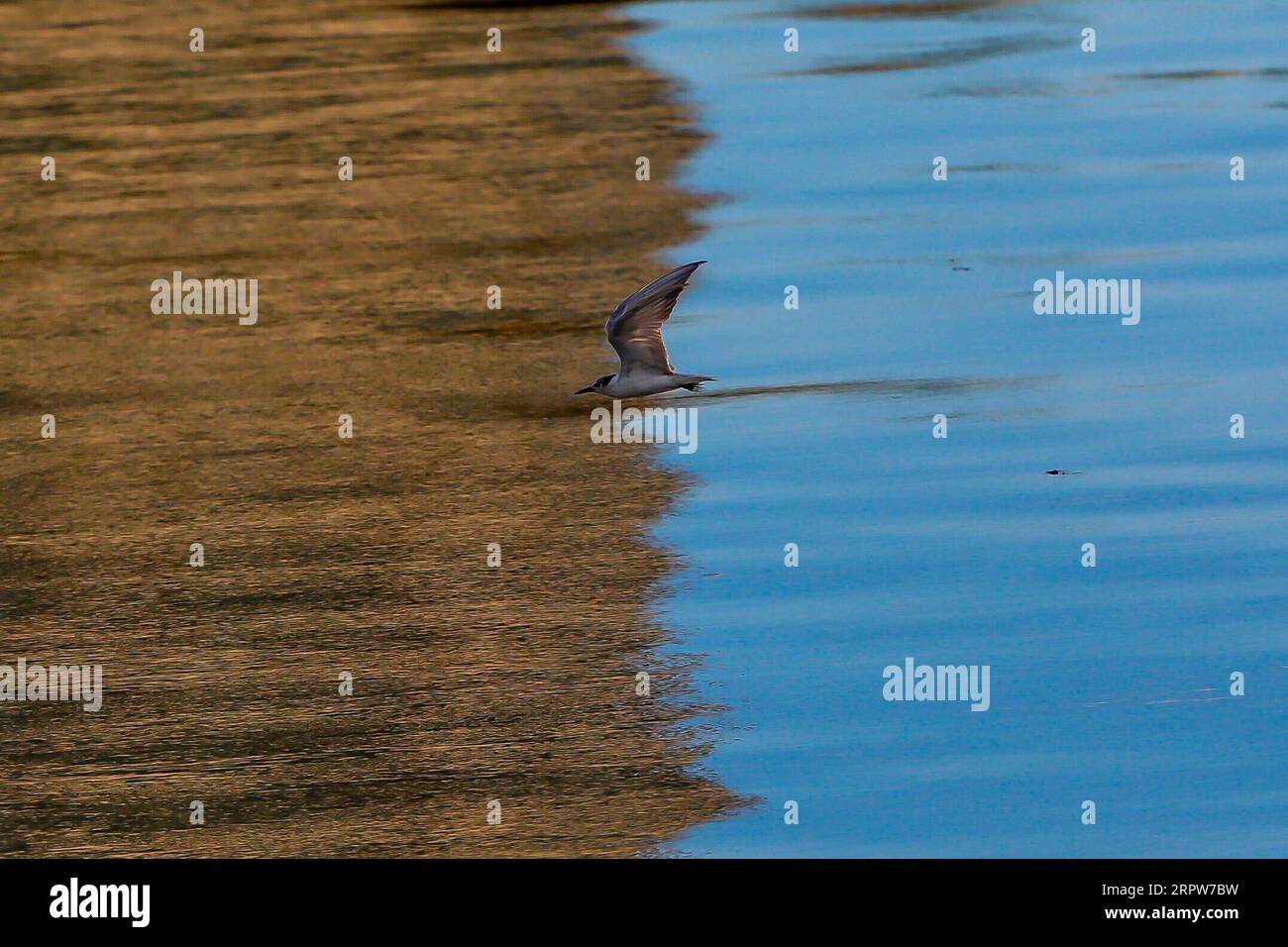 200422 -- PASAY CITY, April 22, 2020 Xinhua -- A bird is seen during ...