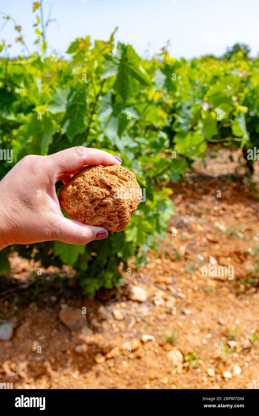 French red and rose wine grapes plants in row, Costieres de Nimes AOP ...