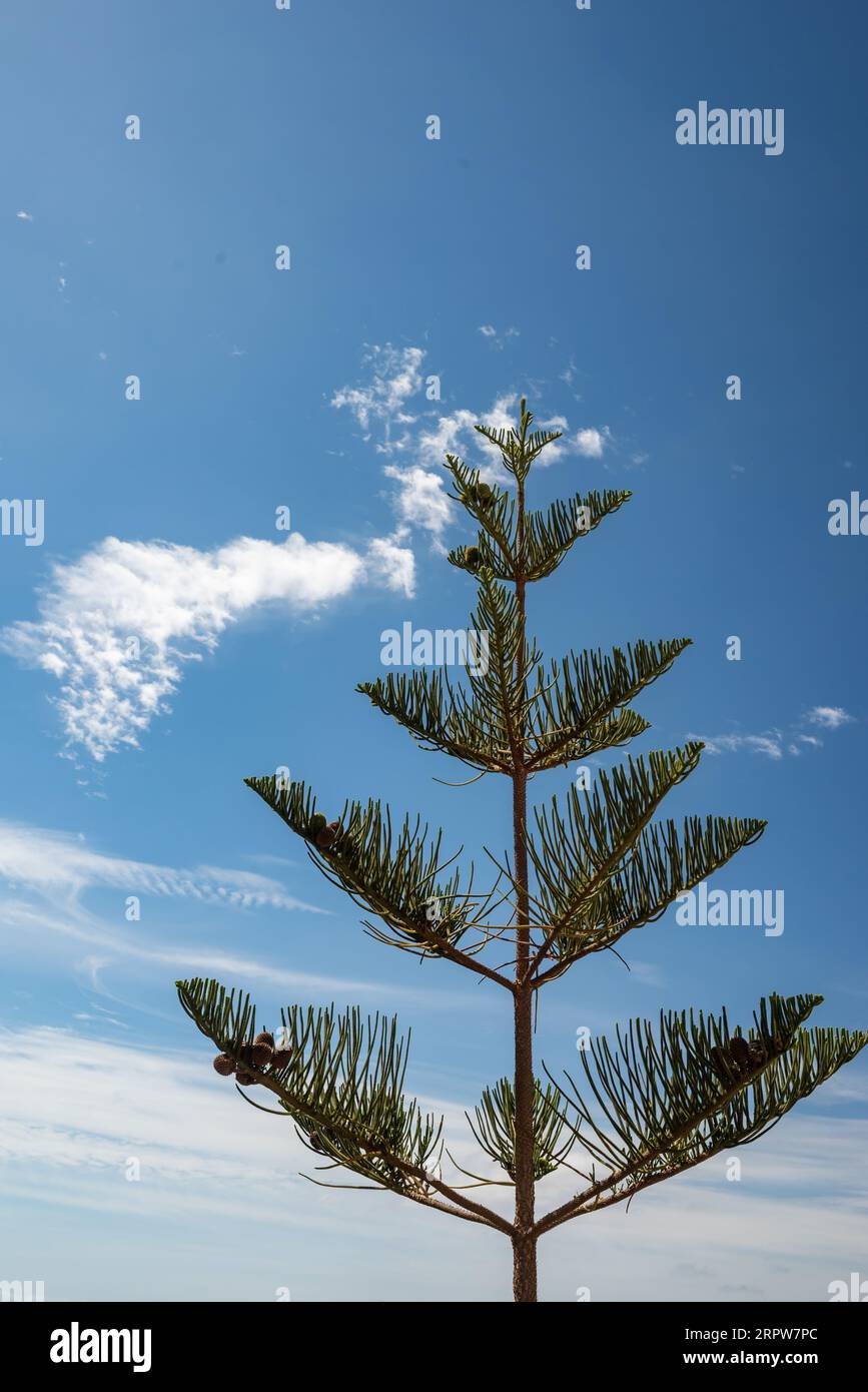 Araucaria araucana cones hi-res stock photography and images - Alamy