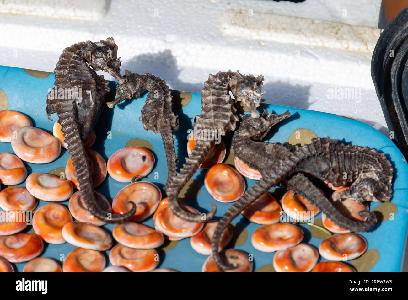 Catch of the day for sale on daily fish market in old port of Marseille ...