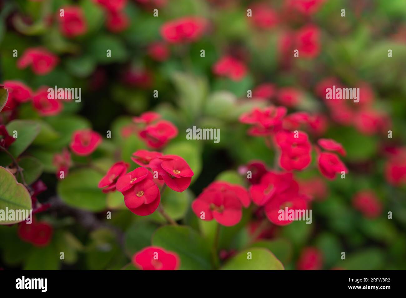 Christ plant flower hi-res stock photography and images - Alamy