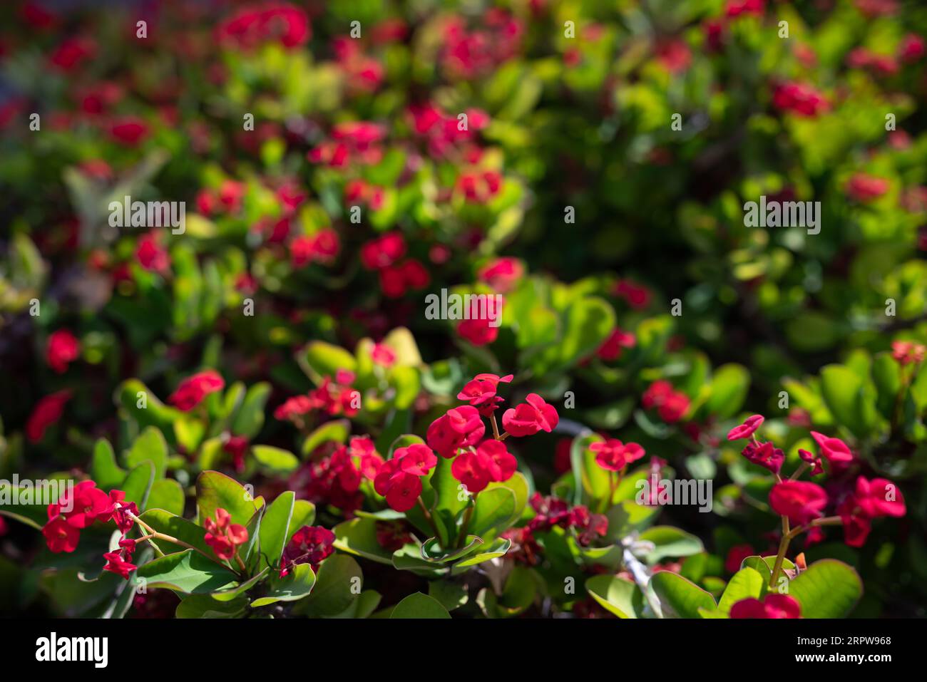 Christ plant flower hi-res stock photography and images - Alamy