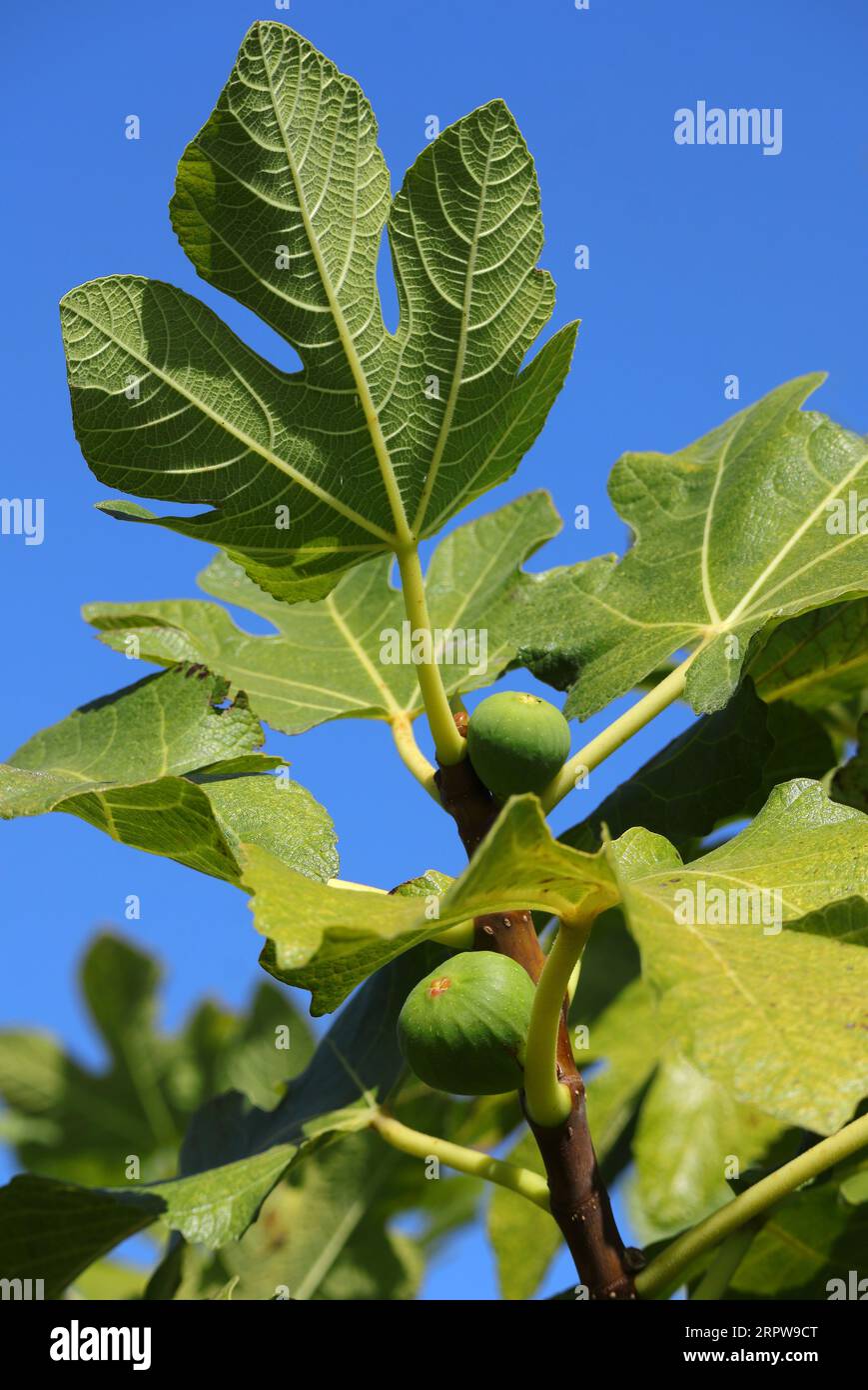 Detail of an organic fig tree, leaves and unripe green figs. Blue sky ...
