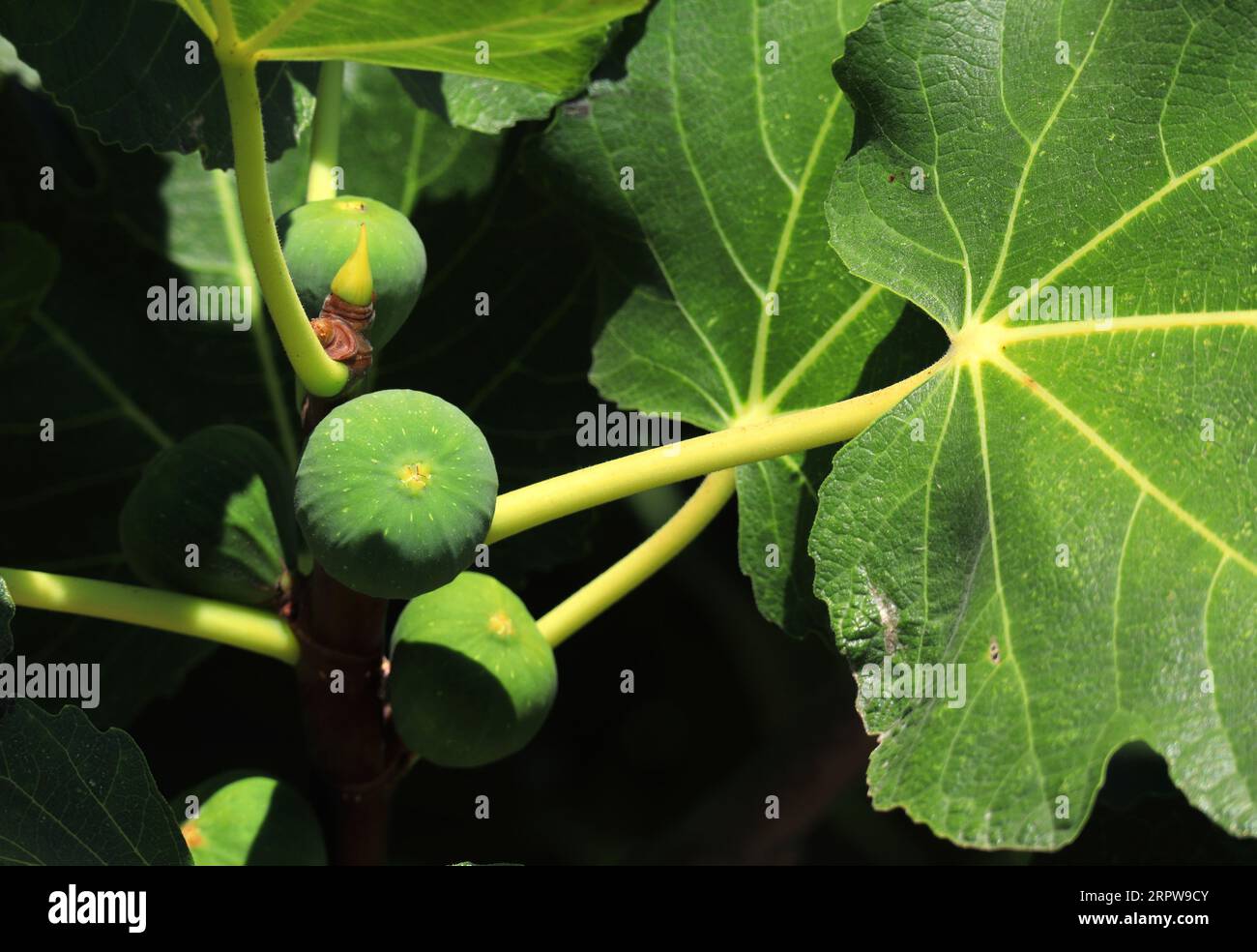 Fig tree leaves hi-res stock photography and images - Alamy