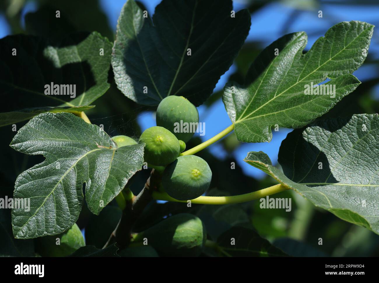 Detail of an organic fig tree, leaves and unripe green figs. Blue sky ...