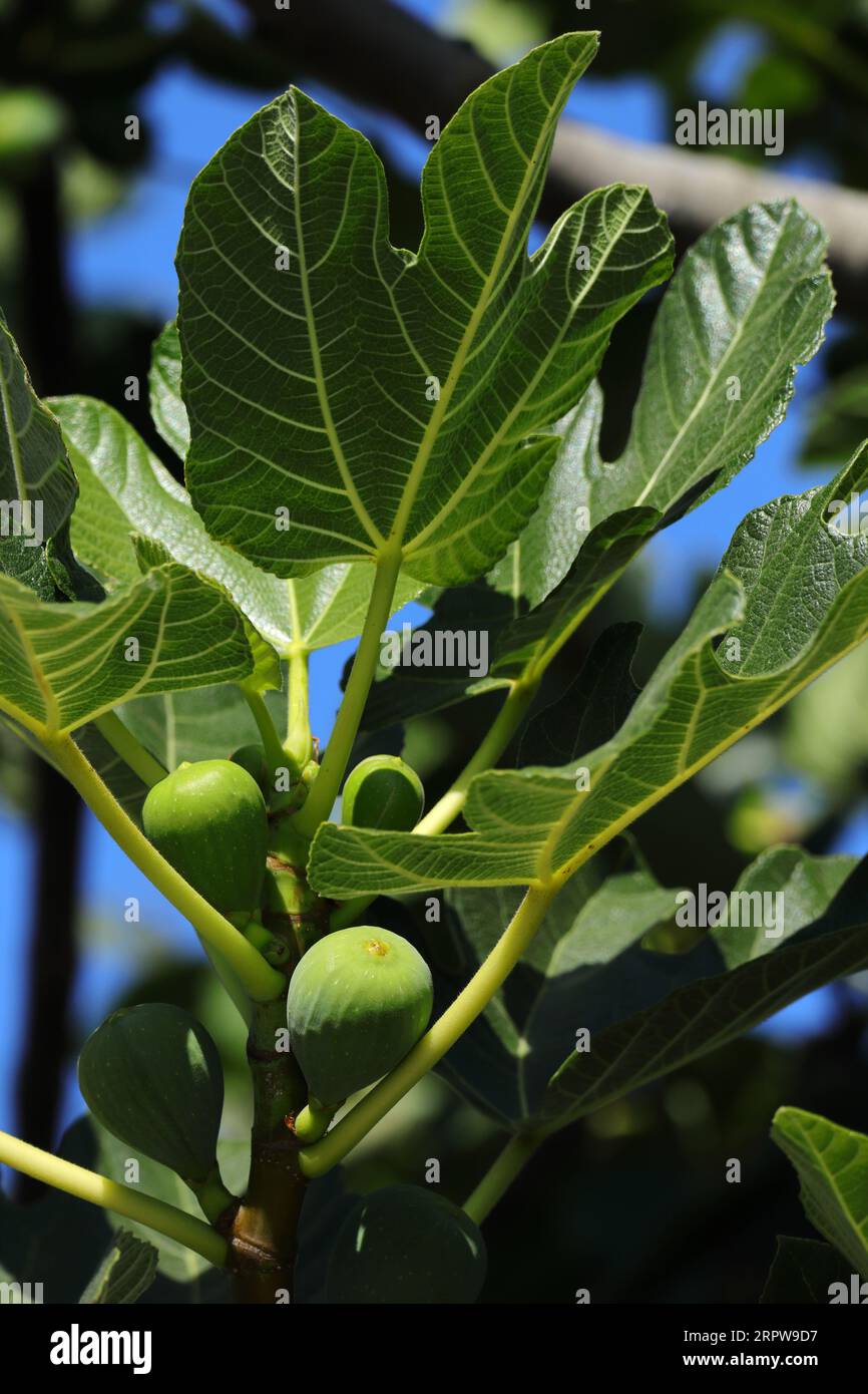 Detail of an organic fig tree, leaves and unripe green figs. Blue sky ...
