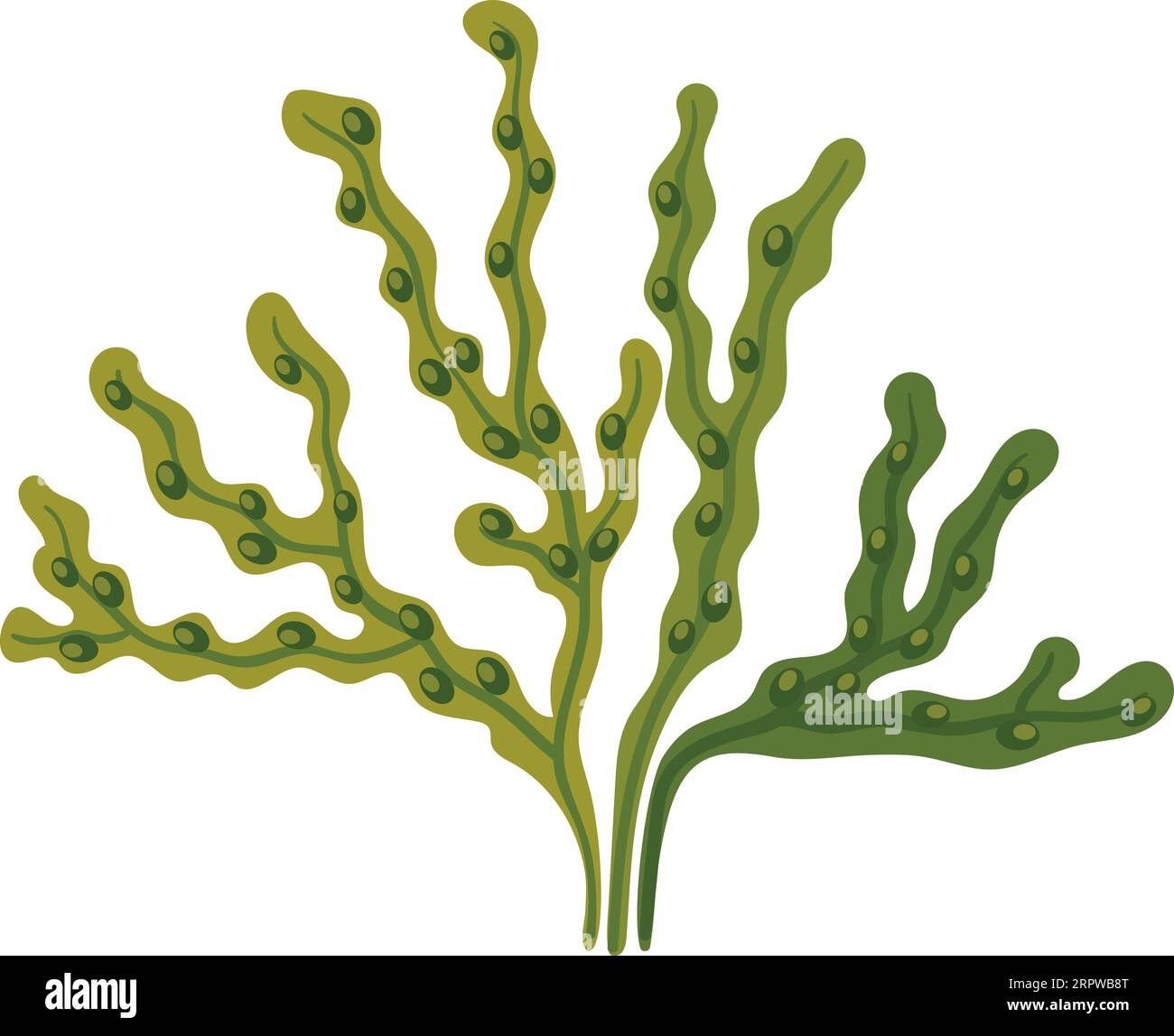 Coral reef invertebrate algae Cut Out Stock Images & Pictures - Alamy