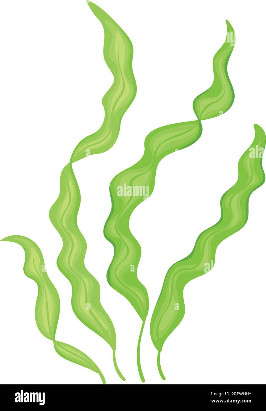 Laminaria cartoon icon. Green algae. Aquatic flora Stock Vector Image ...