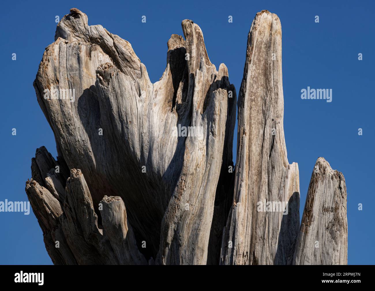 Driftwood on the beach at Albert Head Lagoon Regional Park in Metchosin ...