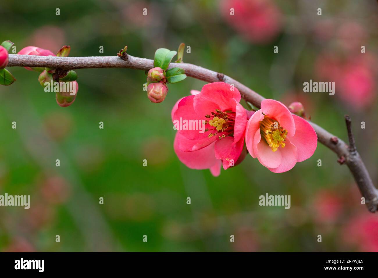 Detail of pretty pink flowers of a Japanese quince Chaenomeles japonica ...