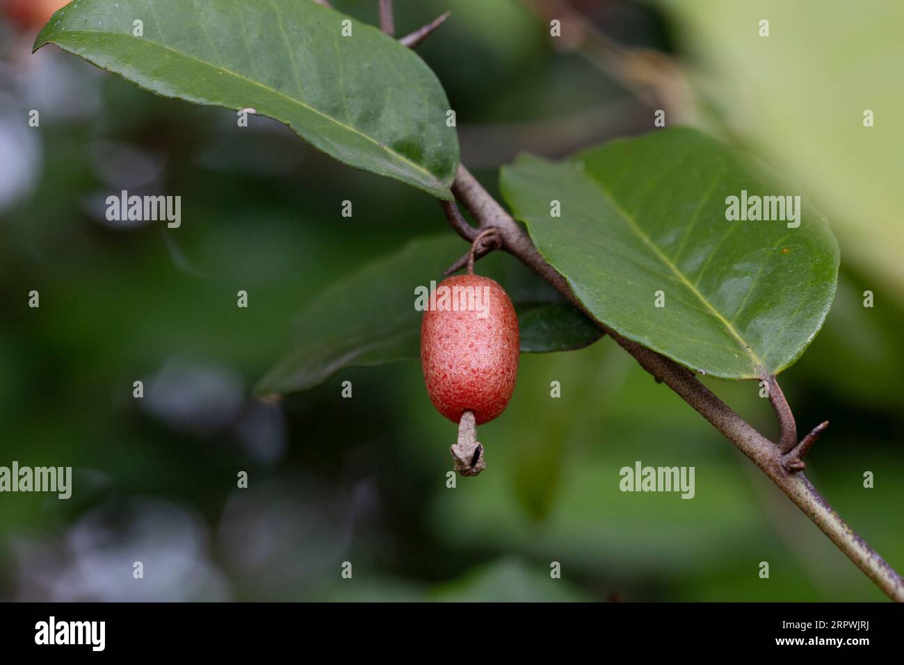 Elaeagnus pungens is a species of flowering plant in the family ...