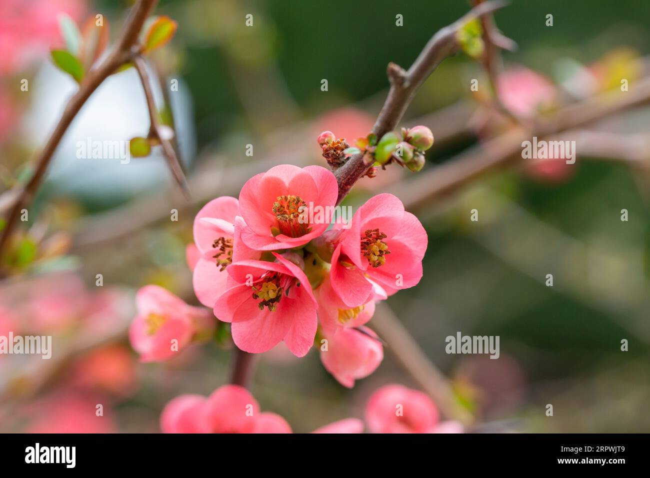 Detail of pretty pink flowers of a Japanese quince Chaenomeles japonica ...