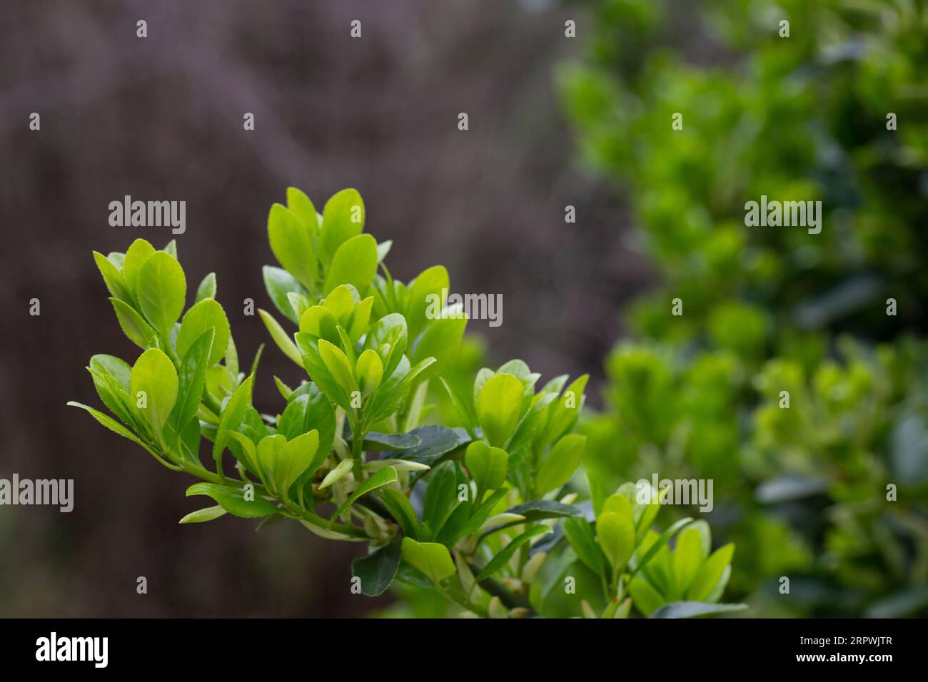 Fresh green buxus (Buxus sempervirens) leaves. Close-up of evergreen ...