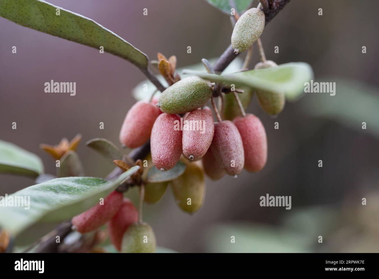 Elaeagnus pungens is a species of flowering plant in the family ...