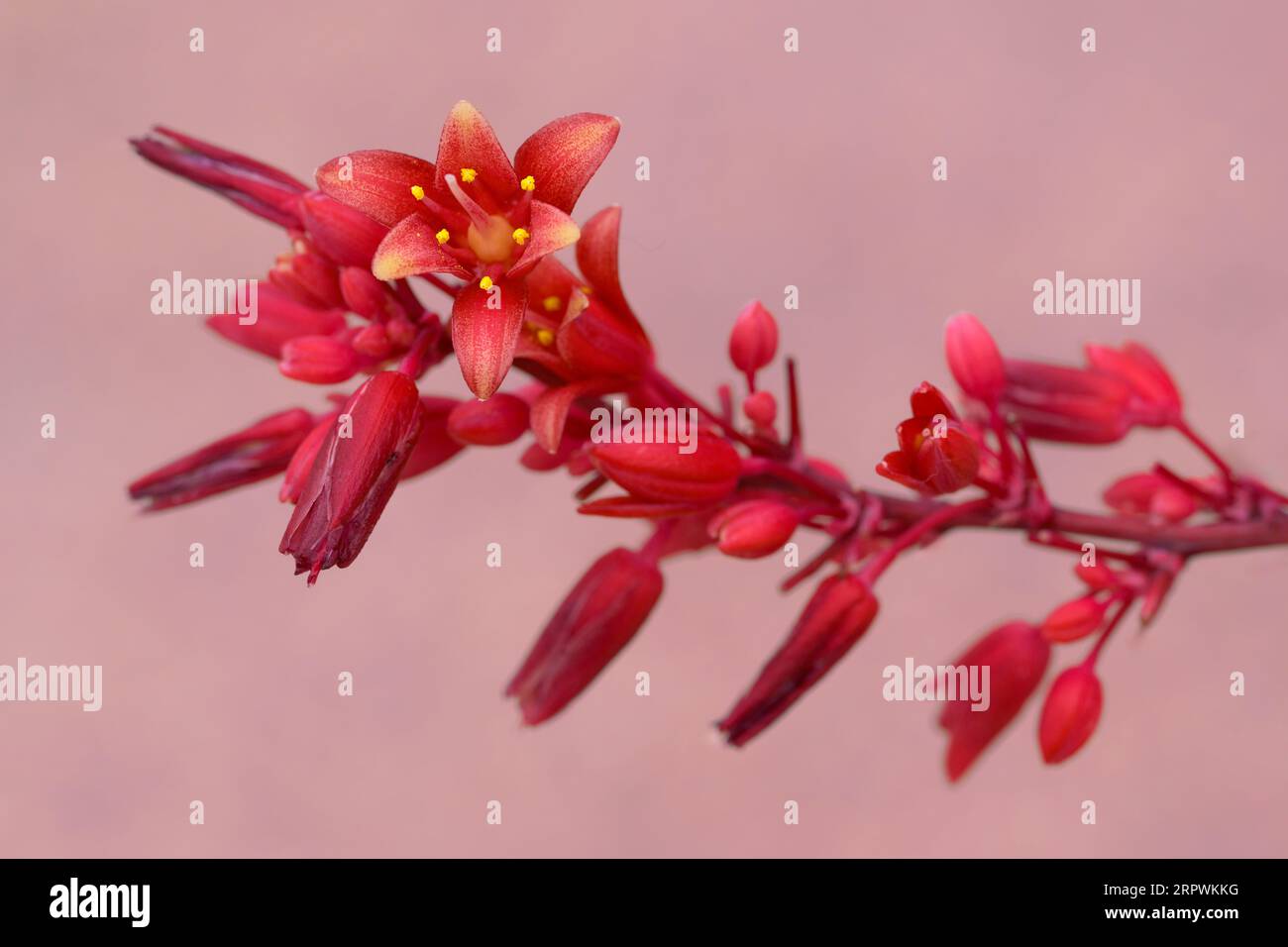 Redlfower False Yucca against red background Stock Photo - Alamy