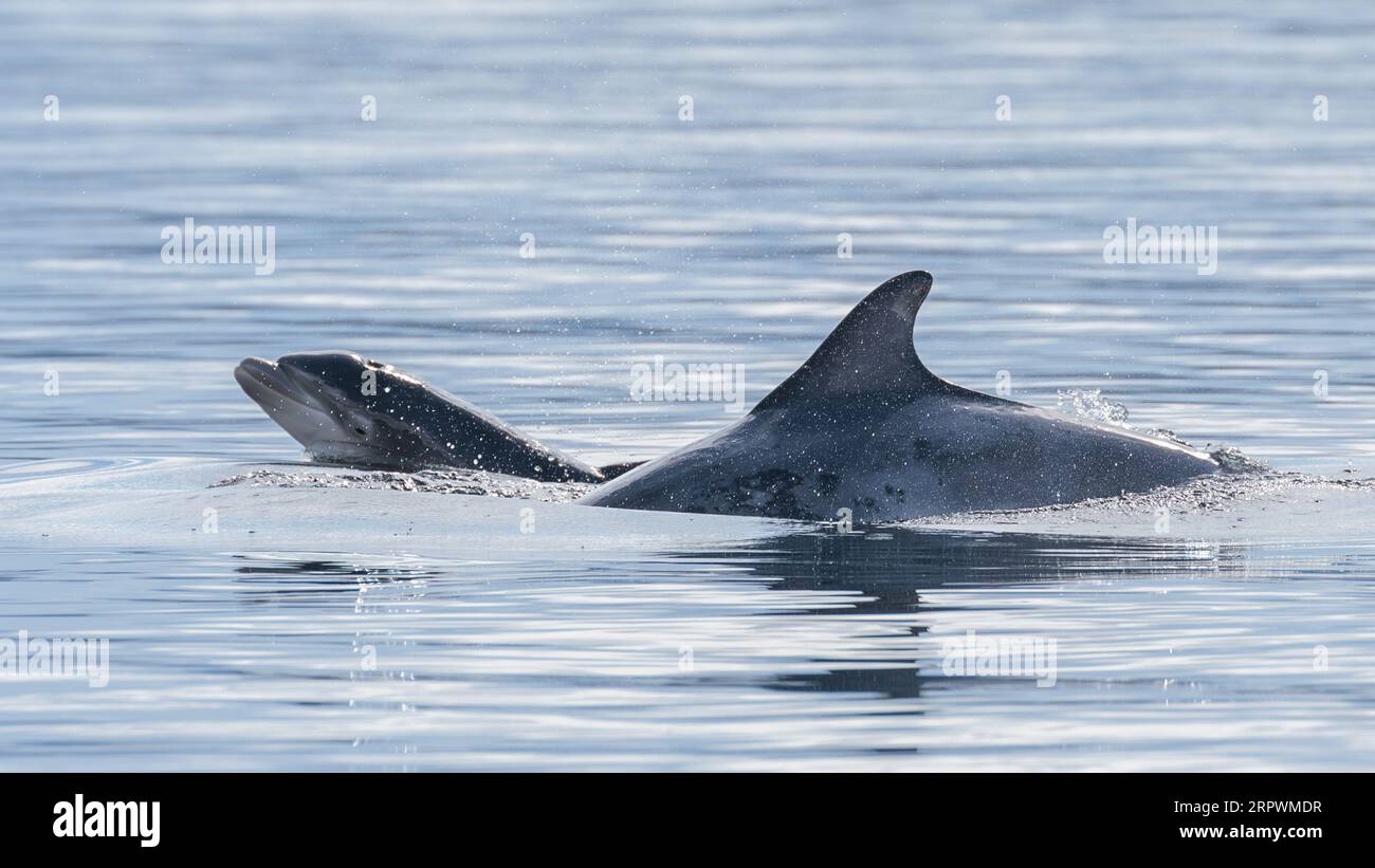 Bottlenose dolphins photographed in the wild in the waters of the Moray ...