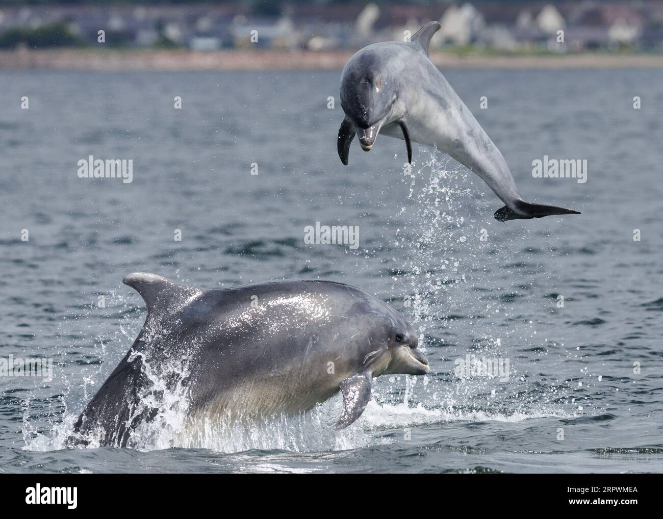 Bottlenose dolphins photographed in the wild in the waters of the Moray ...