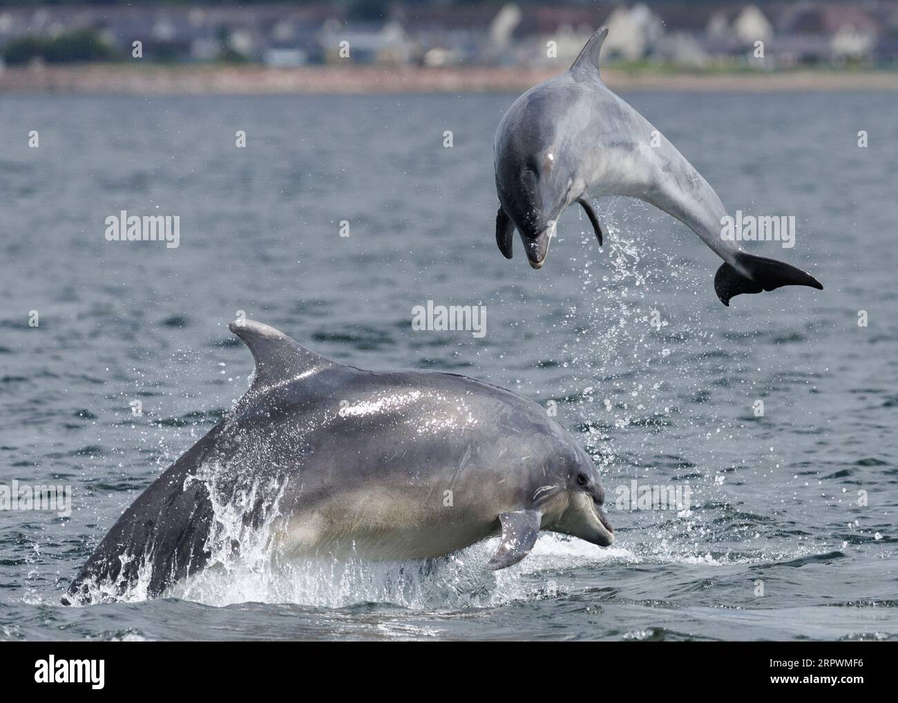 Bottlenose dolphins photographed in the wild in the waters of the Moray ...