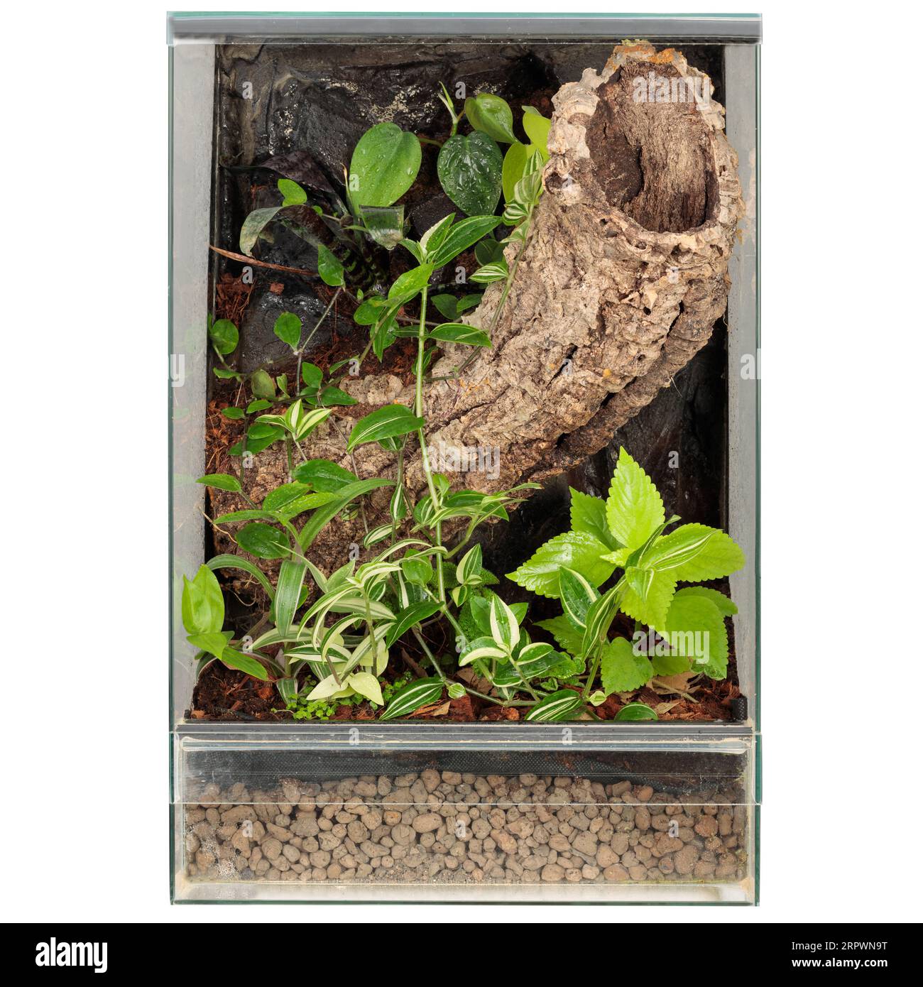 Beauty breeding Cut Out Stock Images & Pictures - Alamy