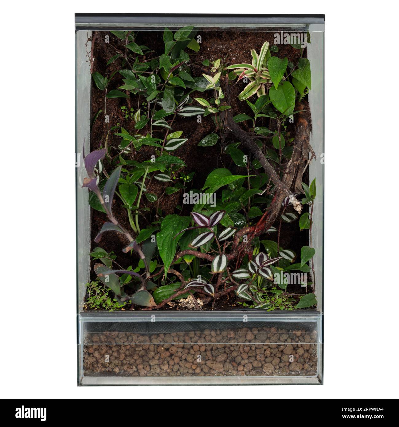 Decorative Reptile Breeding Terrarium with Lush Greenery Stock Photo ...