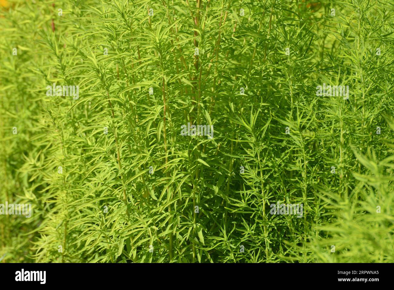 Kochia hi-res stock photography and images - Alamy
