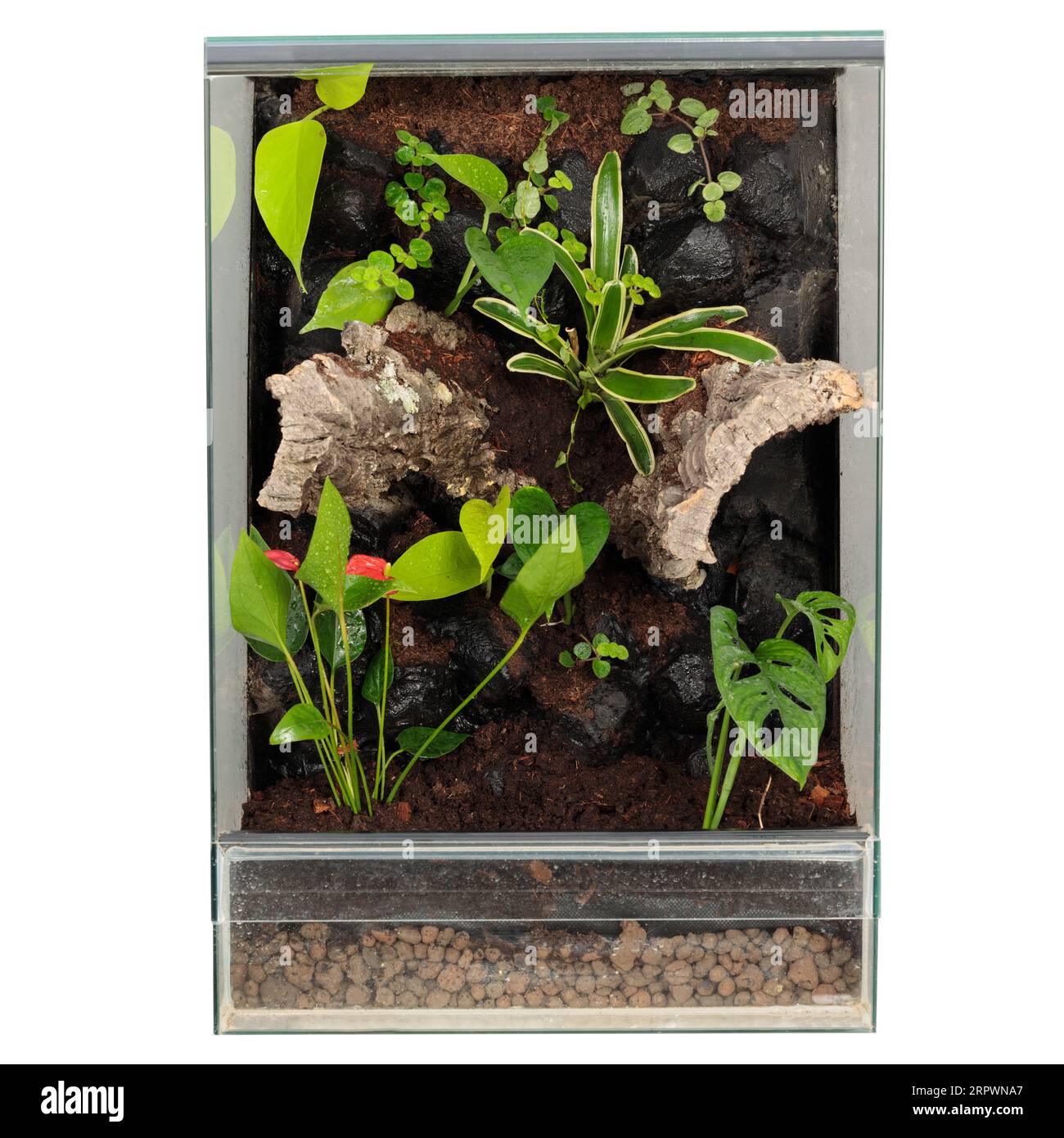 Cage plant terrarium hi-res stock photography and images - Alamy