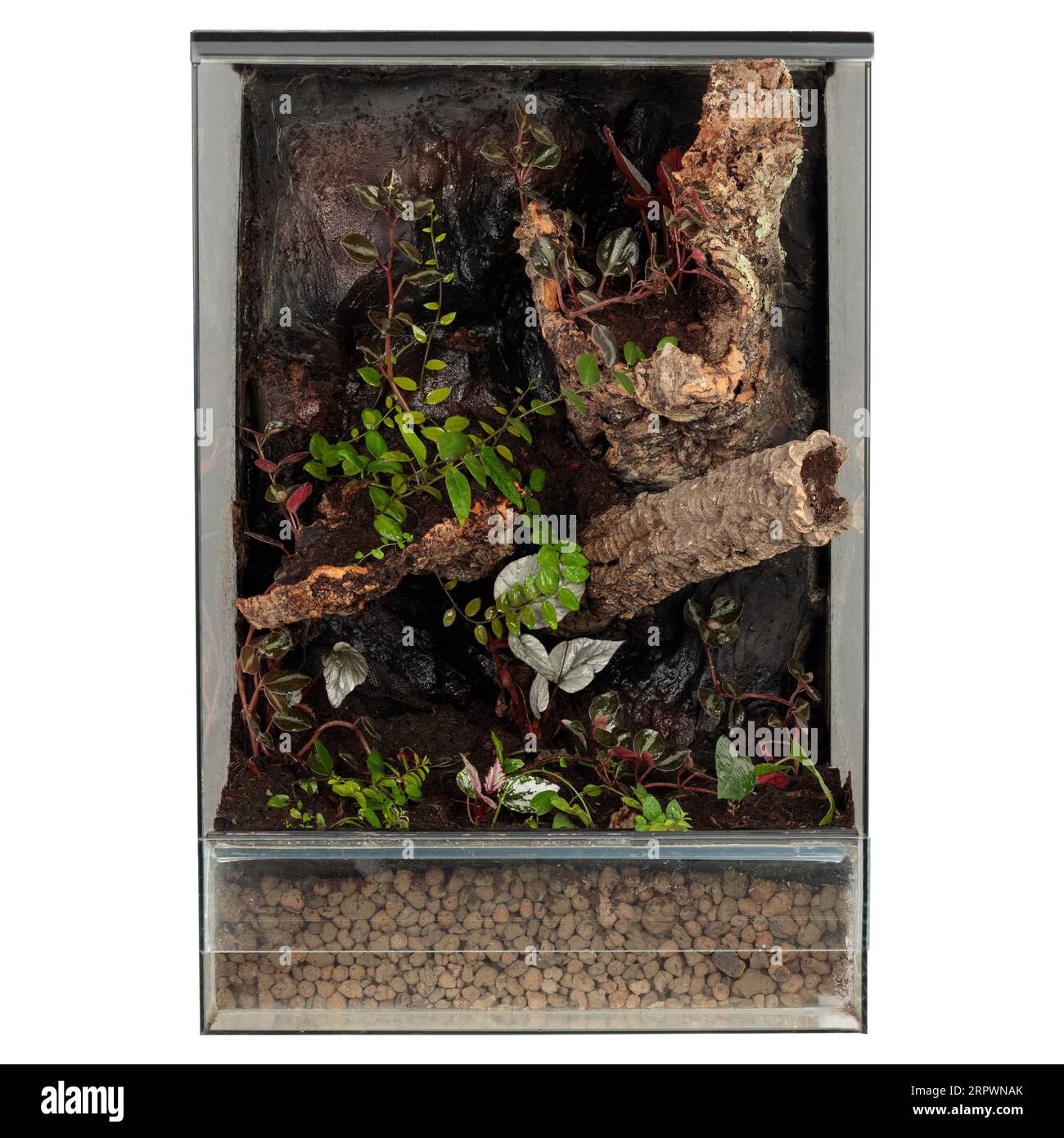 Breeding at home Cut Out Stock Images & Pictures - Alamy