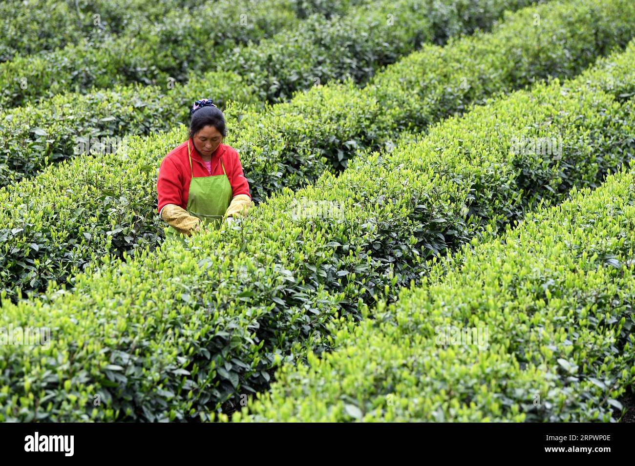 200429 -- HEFEI, April 29, 2020 -- A villager picks tea at a tea garden ...