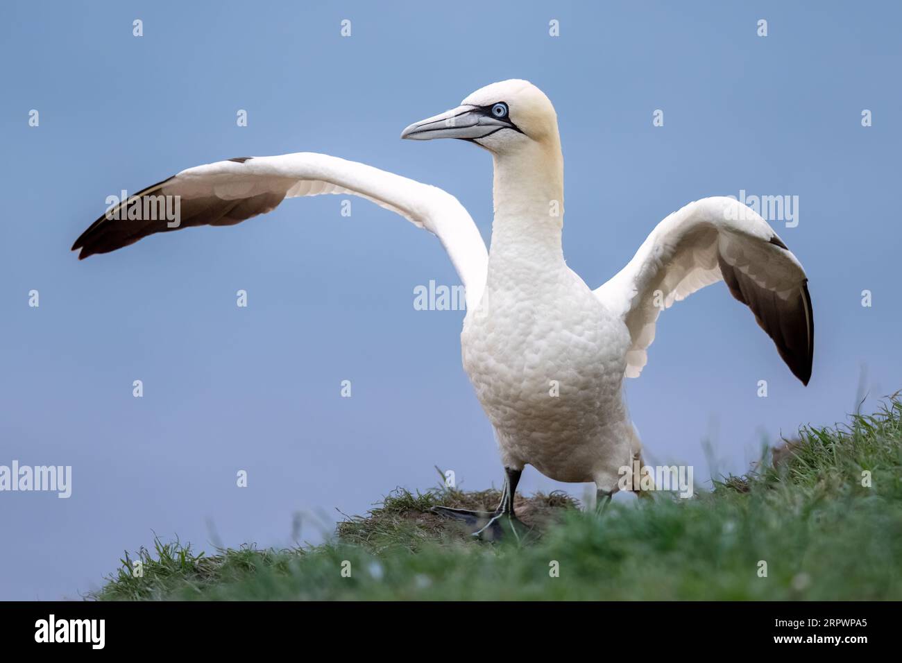 Gannet head and neck hi-res stock photography and images - Alamy