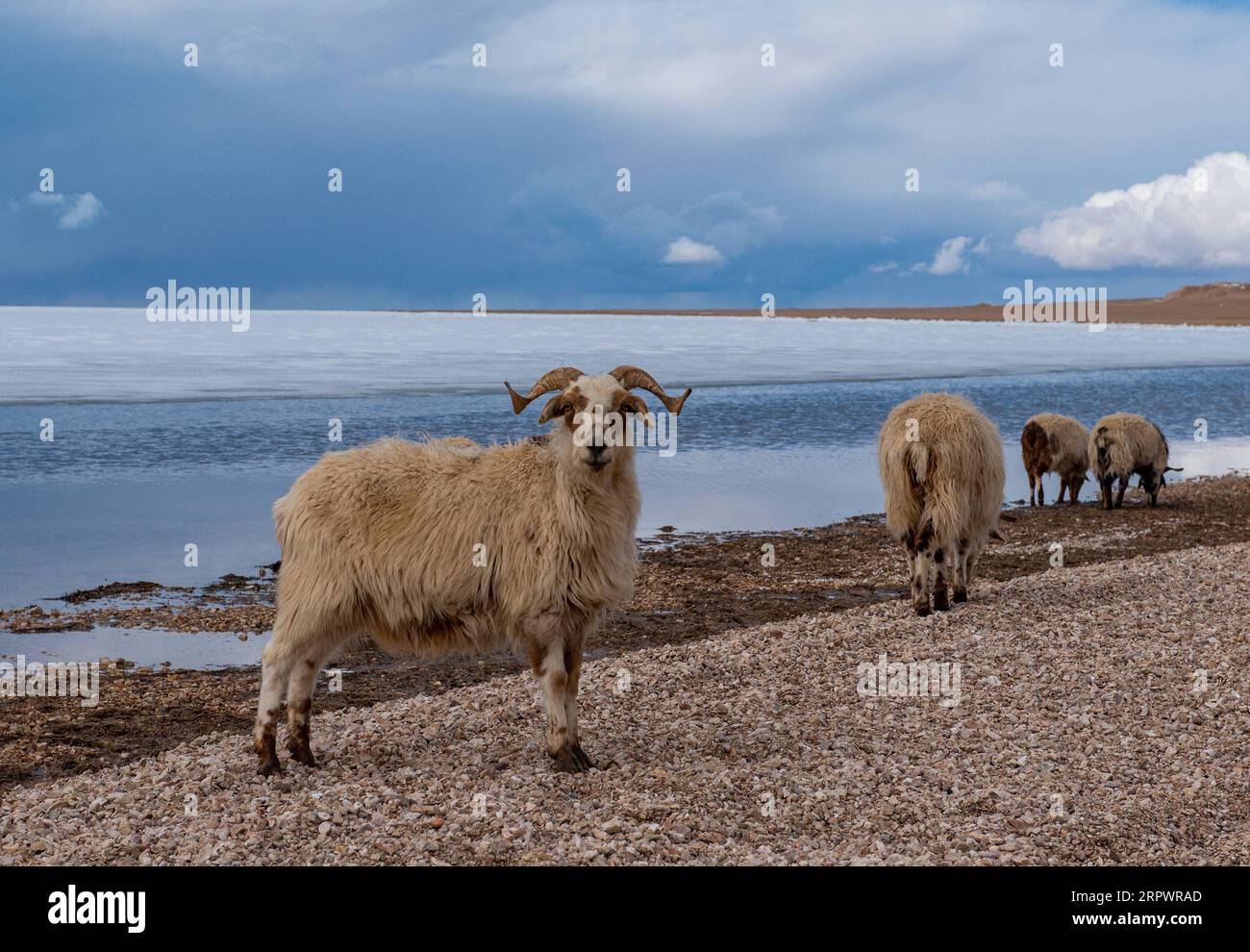 200430 -- LHASA, April 30, 2020 -- Sheep are seen by the Siling Lake in ...