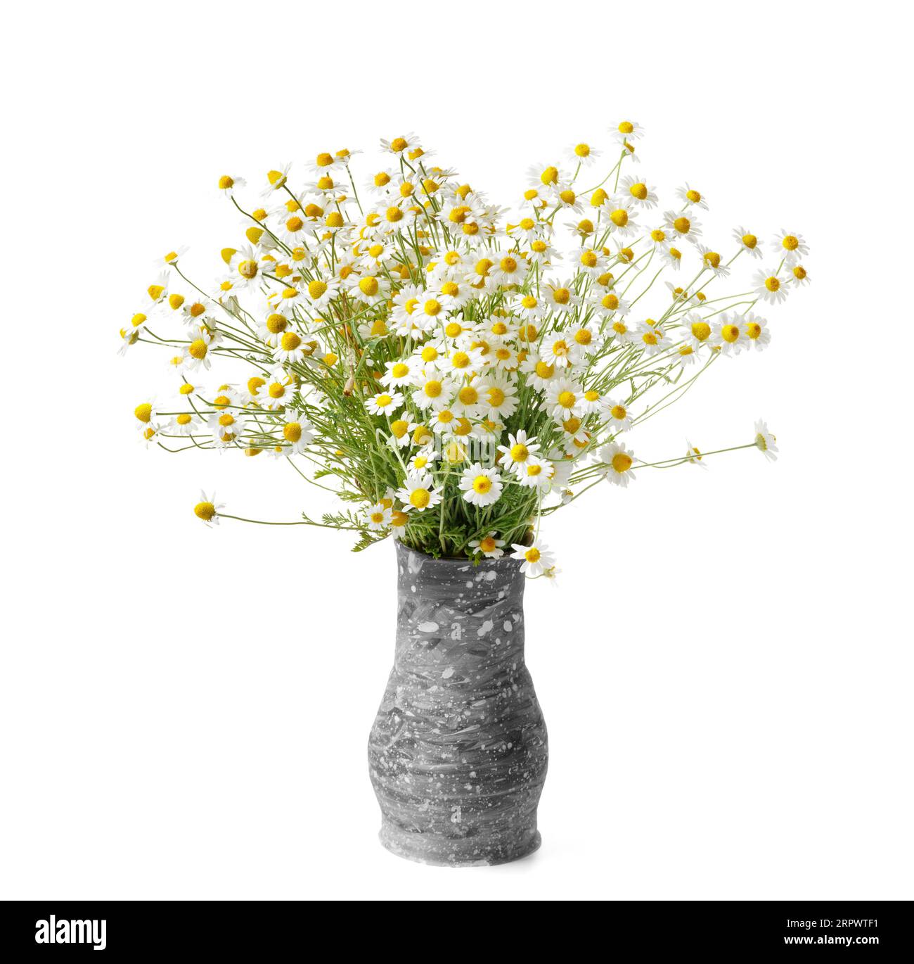 A beautiful large bouquet of field daisies in a gray handmade clay vase ...