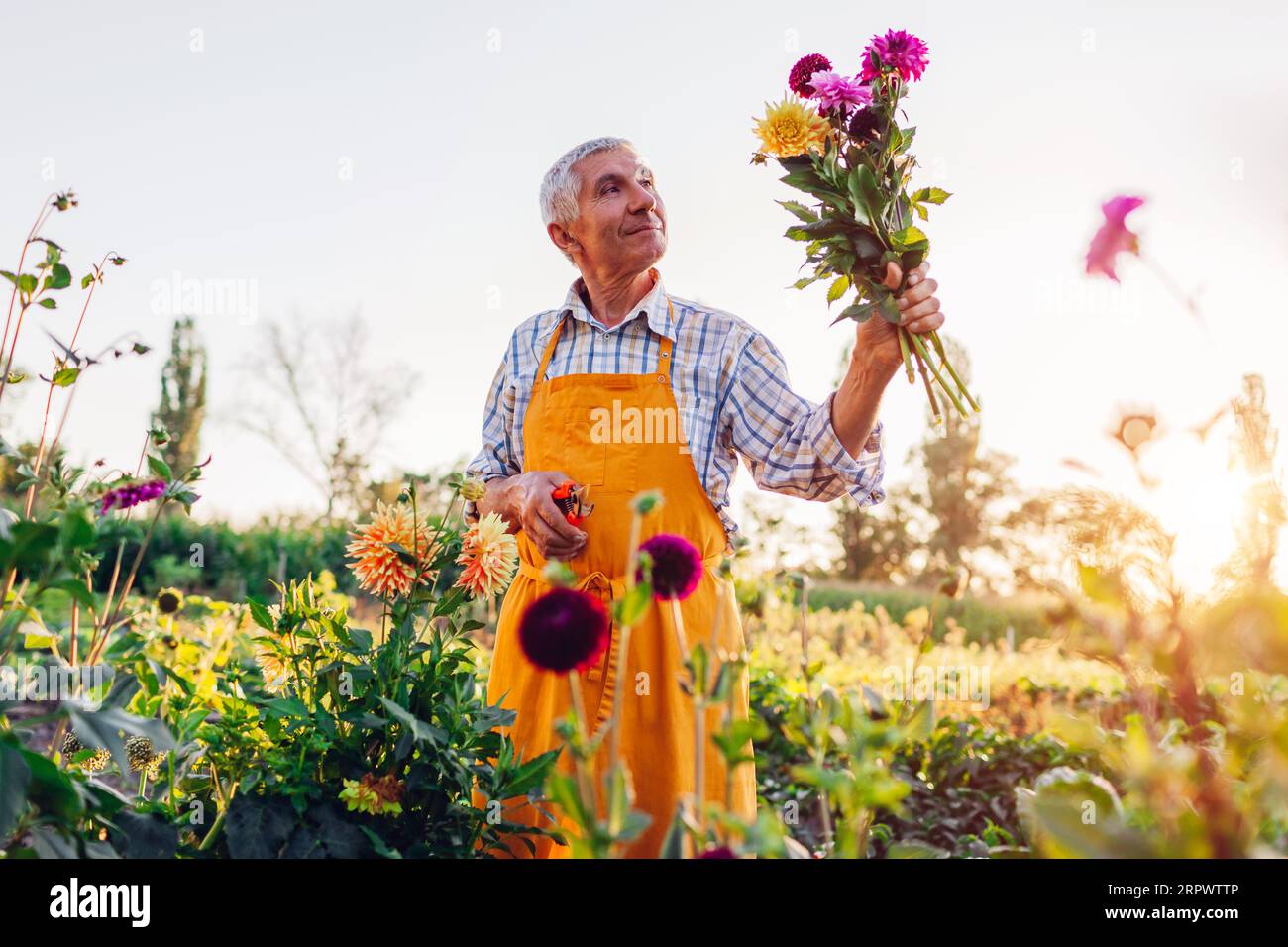 Senior grey-haired man gardener picking bouquet of dahlias using pruner ...