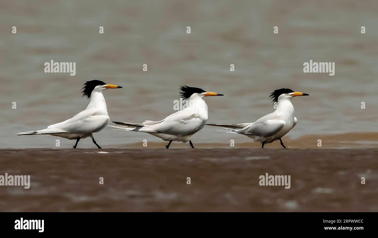 Estuary Animals And Plants