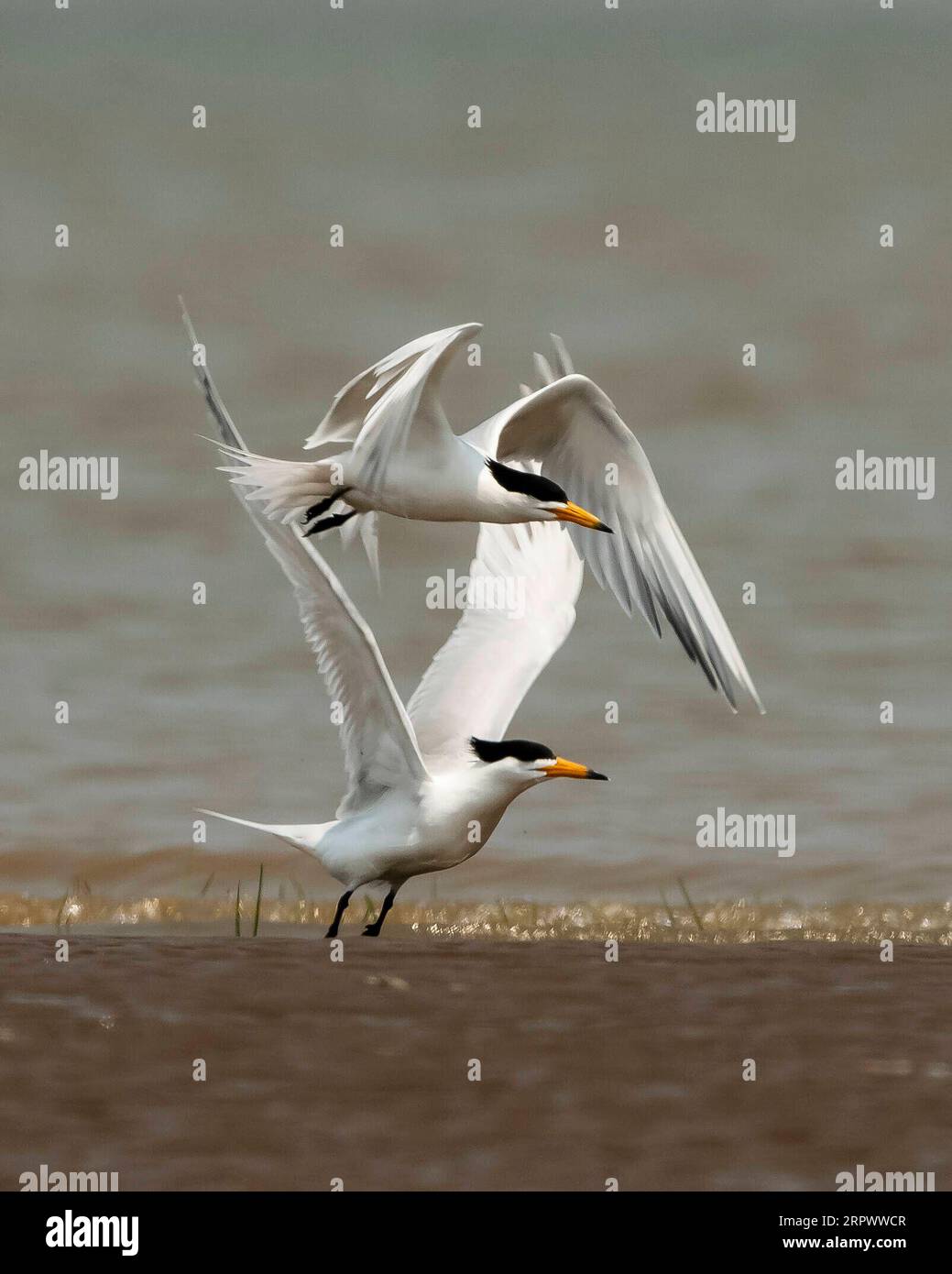200501 -- FUZHOU, May 1, 2020 -- Chinese crested terns are seen at a ...