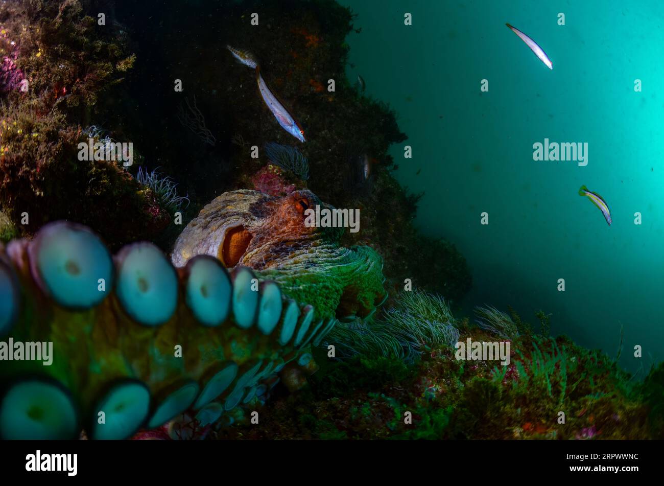 Octo photo hi-res stock photography and images - Alamy