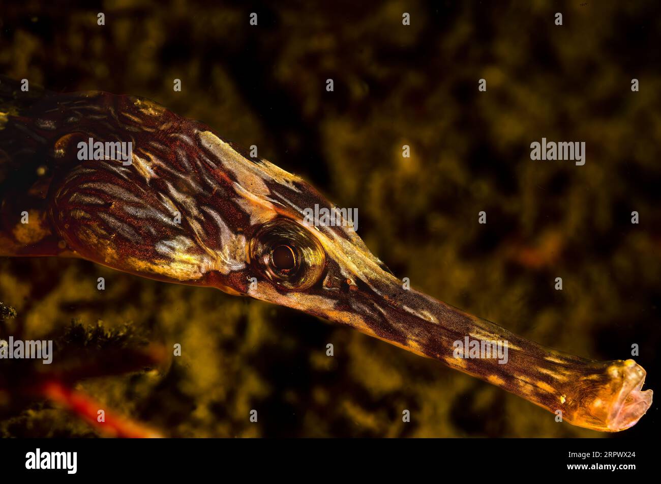 Undersea pipe hi-res stock photography and images - Alamy