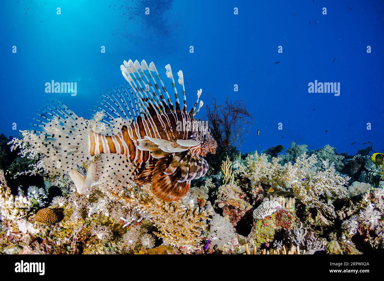 Egipt lion hi-res stock photography and images - Alamy