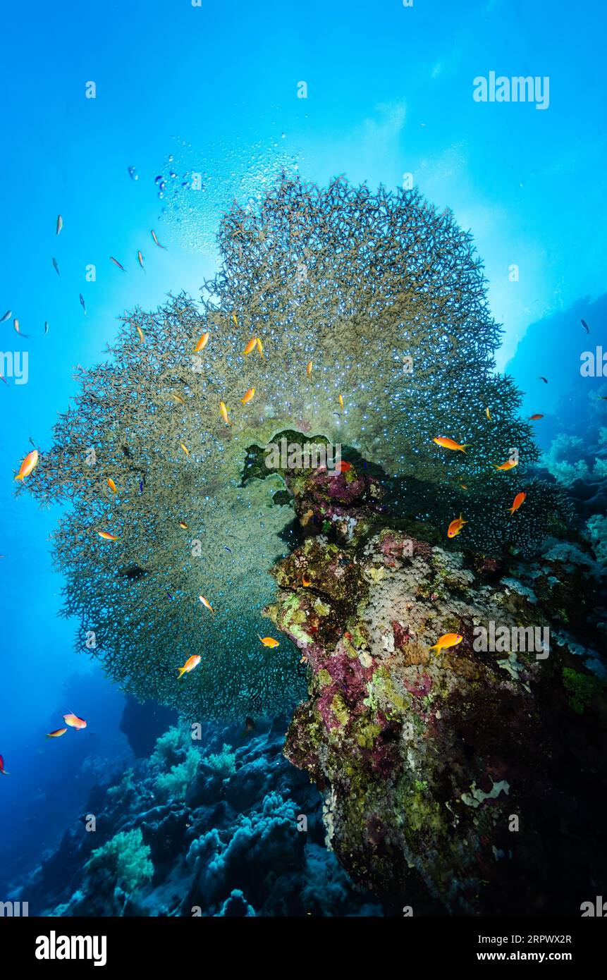 Underwater tree hi-res stock photography and images - Alamy